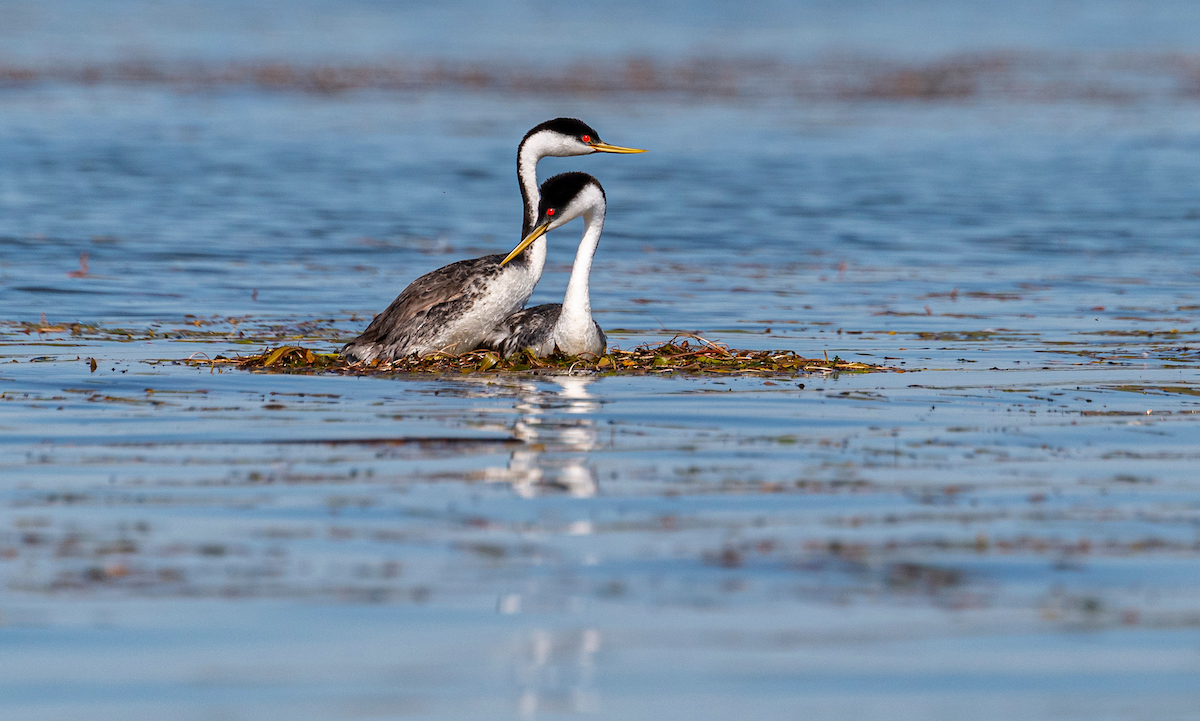 Floating Grebe Nests Receive Help From DWR
