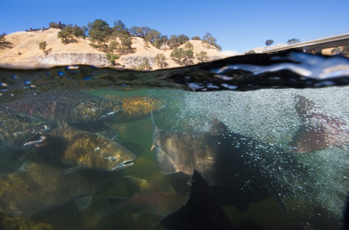 Endangered Species Protection