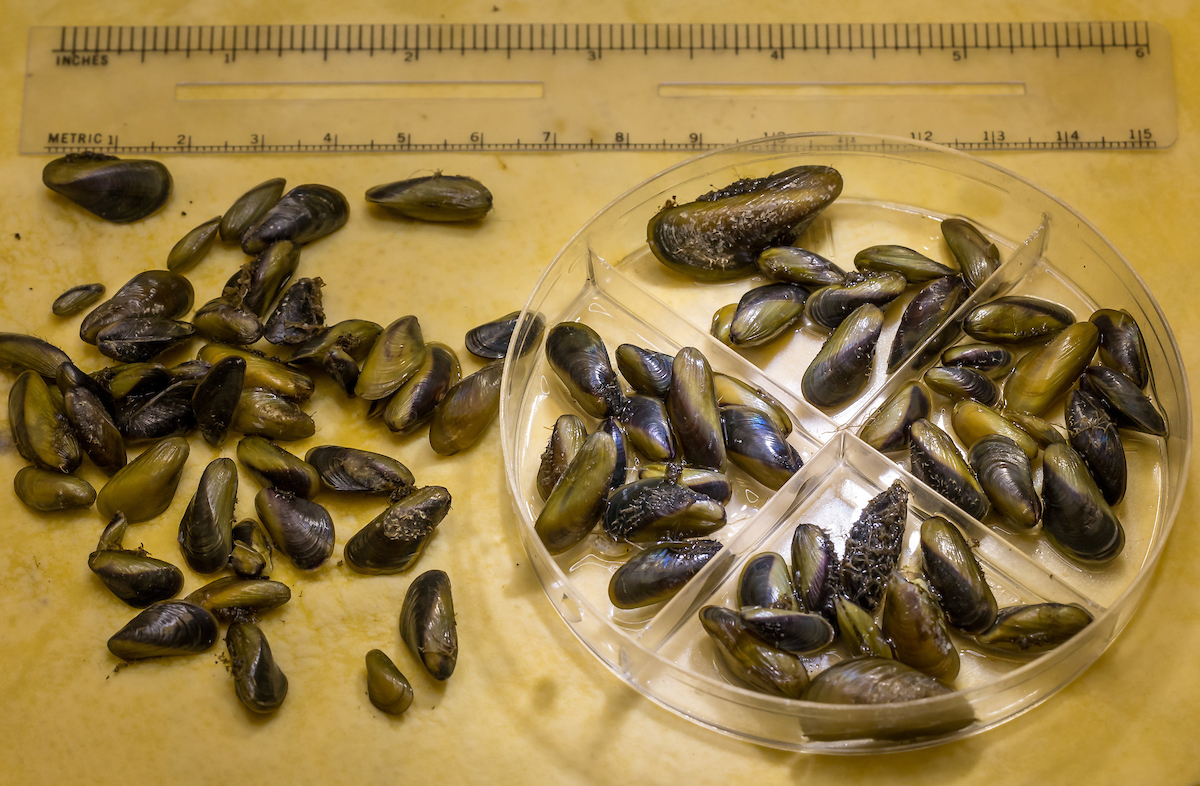 How to Stop the Spread of Golden Mussels